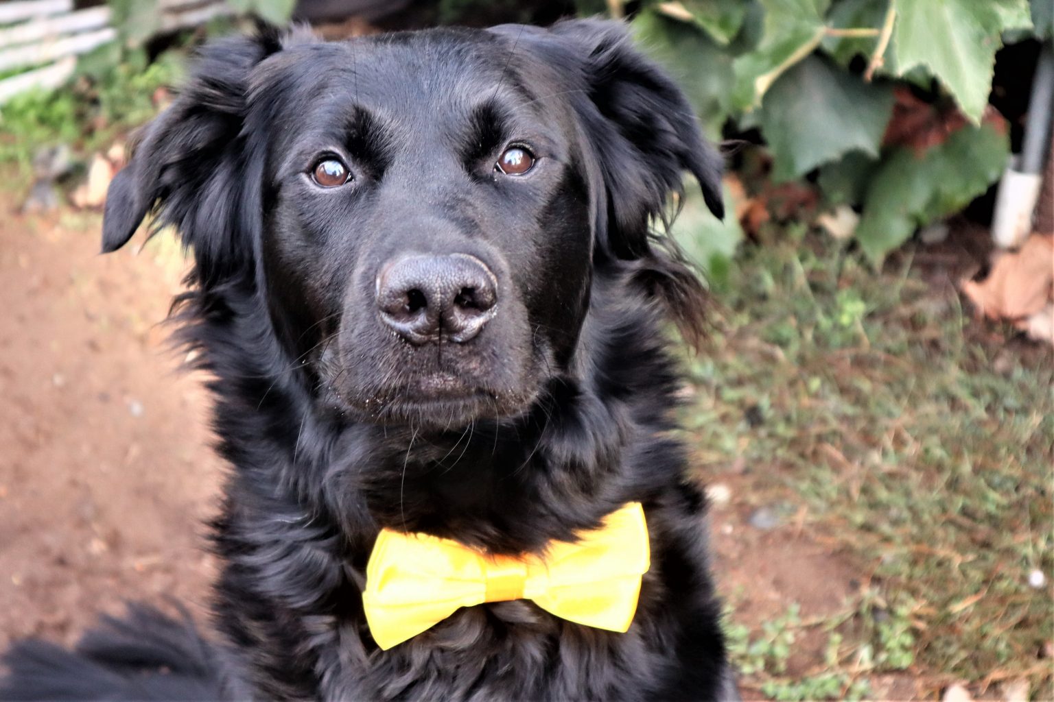 The Yellow Dog Project – Skylar Knox